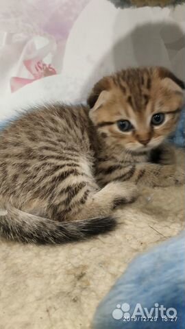 Шотландские вислоухие