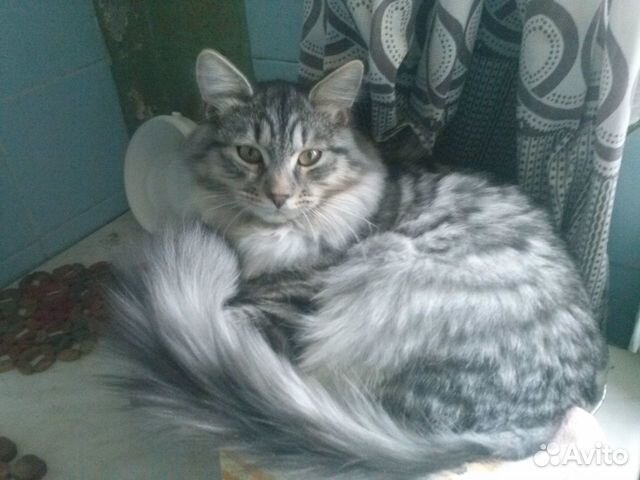 Котёнок Сибирской породы