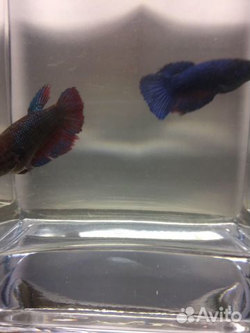 Петушок халф мун (Halfmoon)