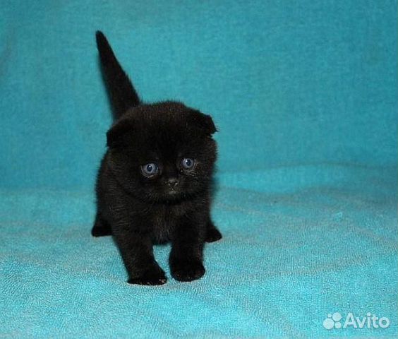 Вислоушки малыши