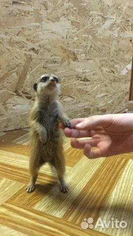 Сурикаты ручные домашние (щенки)