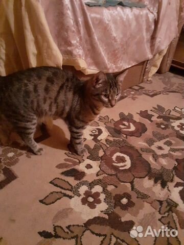 Котик в добрые ручки