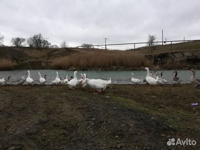 Продаются гуси