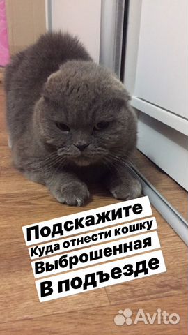 Вислоухий британец кошка