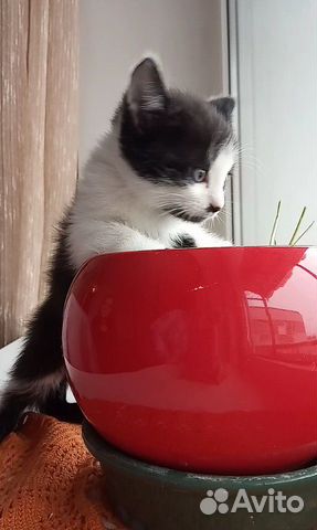 Котёночек в самые добрые руки