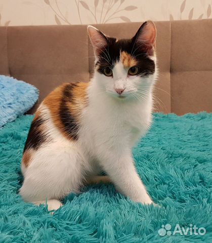 Котенок в хорошие руки