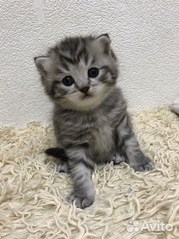 Шотландский котёнок ищет дом