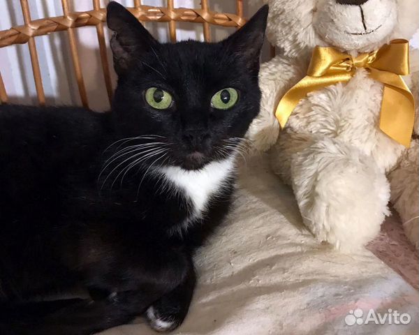 Кошечка Эльза 1 год