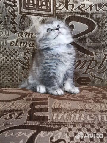 Котёнок хайленд-фолд