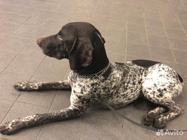 Щенок немецкого курцхаара