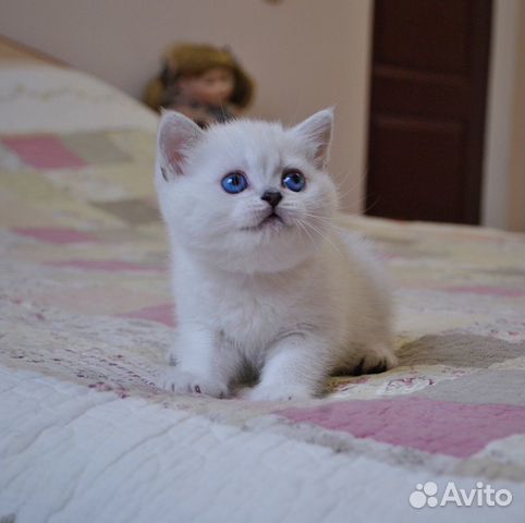 Котята британской серебристой шиншиллы
