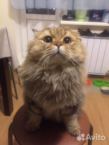Приглашаем кошку на вязку