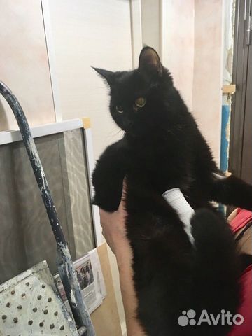 Котенок 9 мес