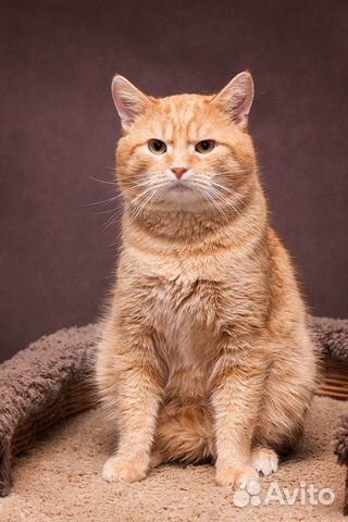 Рыжий Лелик в дар