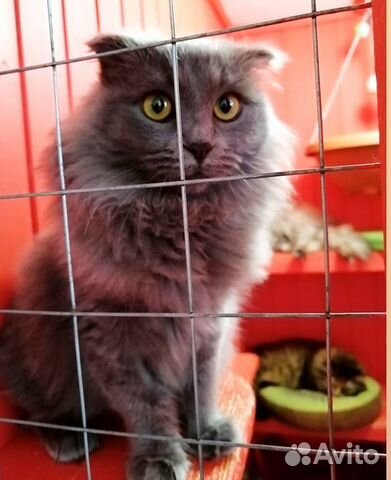 Кошечка Хохлуша, 9 месяцев (из приюта)