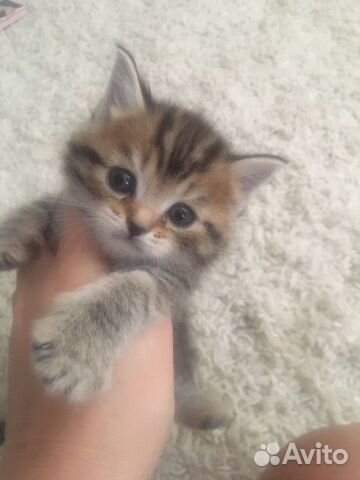 Продам пушистое счастье