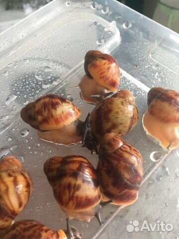 Архахатина Маргината Эгрегия