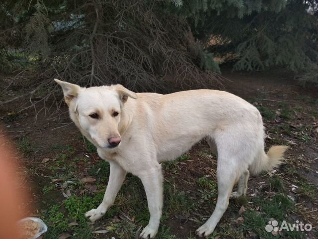 Собака ищет старых или новых хозяев