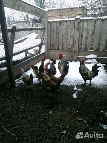 Декоративные курочки. Бентамка