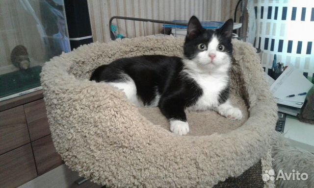 Кошечка-подросток ищет дом