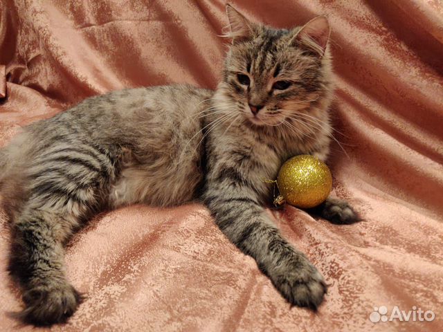 Кошечка в добрые руки