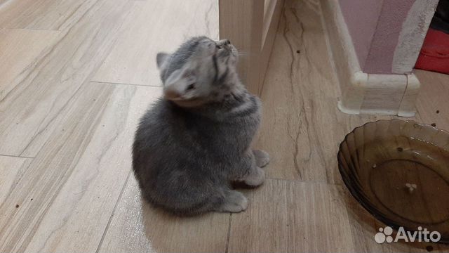 Британский котенок (девочка)