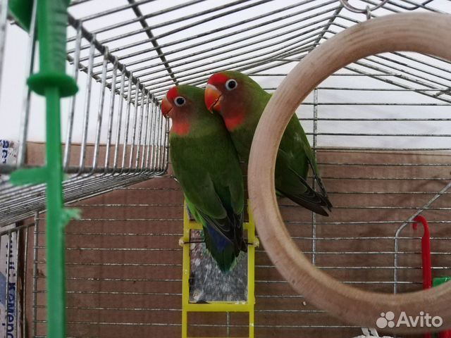 Продам попугаев неразлучников