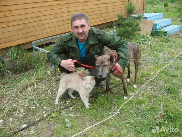 Курильские котята разных окрасов