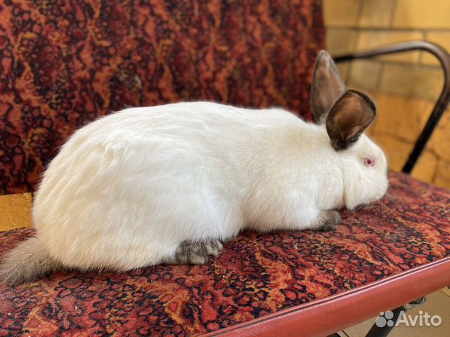 Паннон, калифорния, серебро элитных кровей