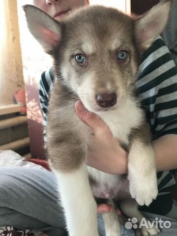 Собака Хаски