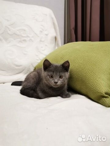 Британский котёнок 2 месяца с бонусами