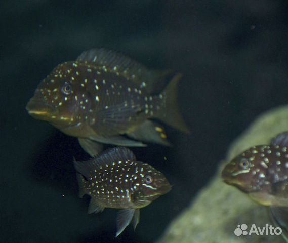 Петрохромисы. Трофеусы. Танганьика