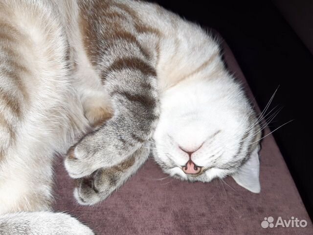 Кошка Муська, 1.5 лет, отдам в добрые руки