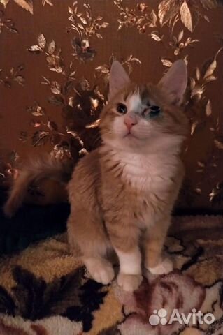 Одноглазый Маркизик Разговорчивый Рыжий Котёнок