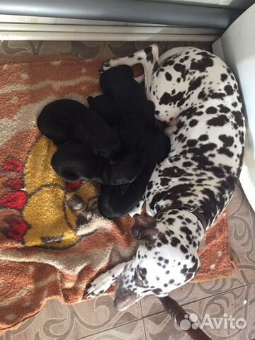 Отдам бесплатно в добрые руки долматина