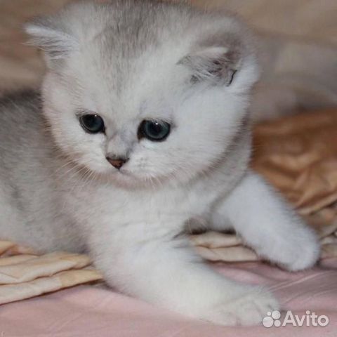 Мальчики зеленоглазые шиншиллы