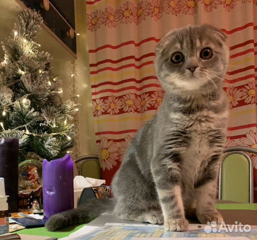 Шотландская вислоухая кошечка