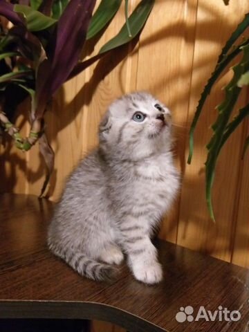 Шотландская кошечка