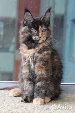 Куница