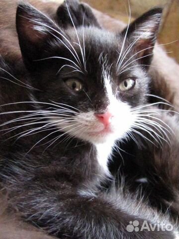 Кошечка в добрые ручки