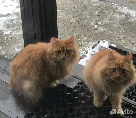 Котята рыжие сибирские мальчики 5мес