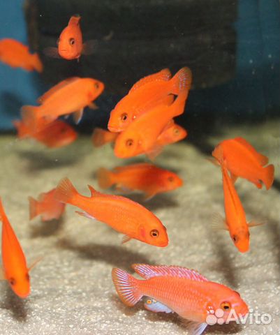 Рыбки-цихлиды