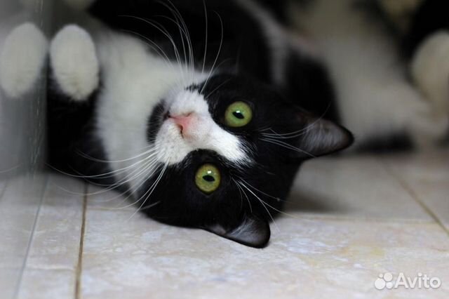 Черная (с белой грудкой) кошка Олли в добрые руки