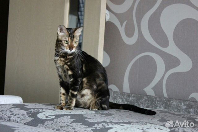Кошка