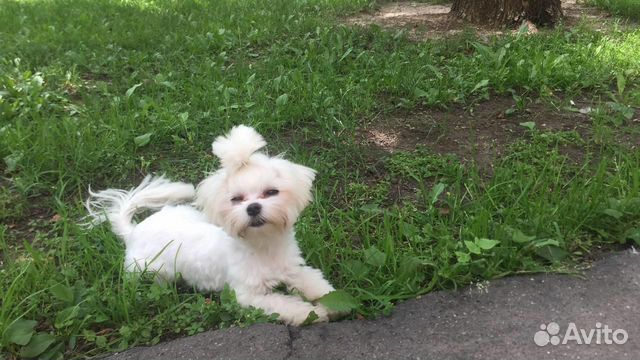 Мальтезе мини для вязки