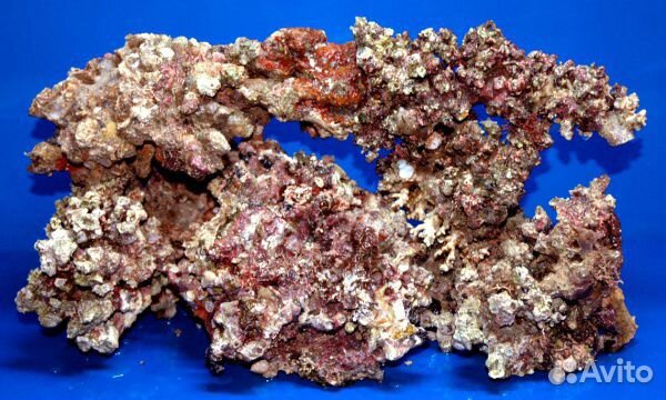 ЖК живые камни морской аквариум