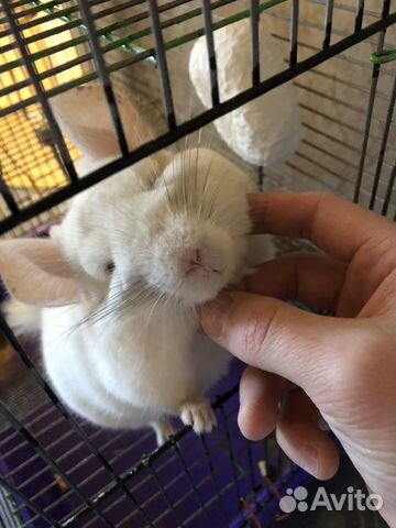 Отдам шиншиллу альбиноса в хорошие руки