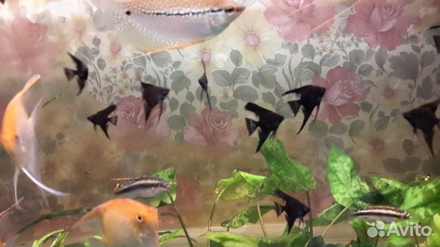 Скалярии, гуппи