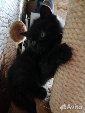 Шотландский котенок