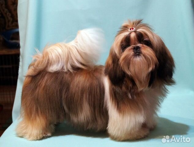 Маленькая девочка ши-тцу